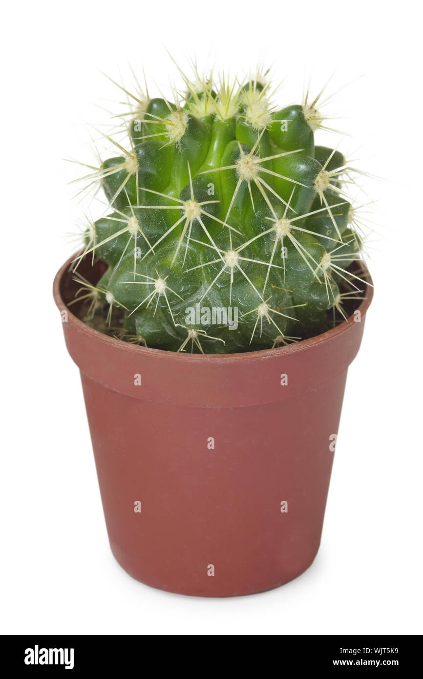 A small round cactus in a pot isolated on a white background Stock ...