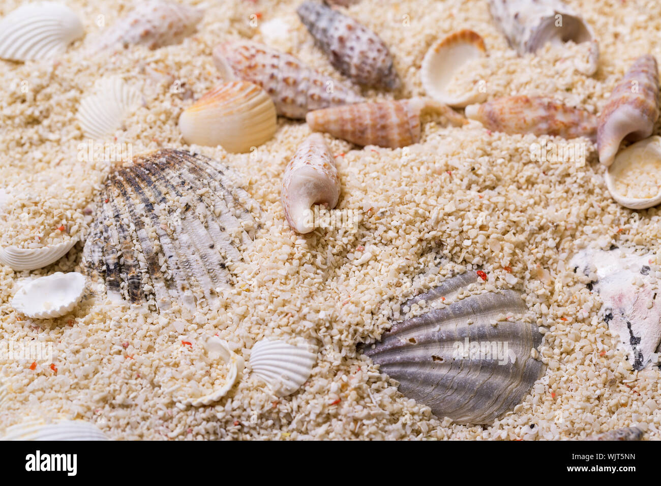 Sea shells with coral sand as background Stock Photo - Alamy