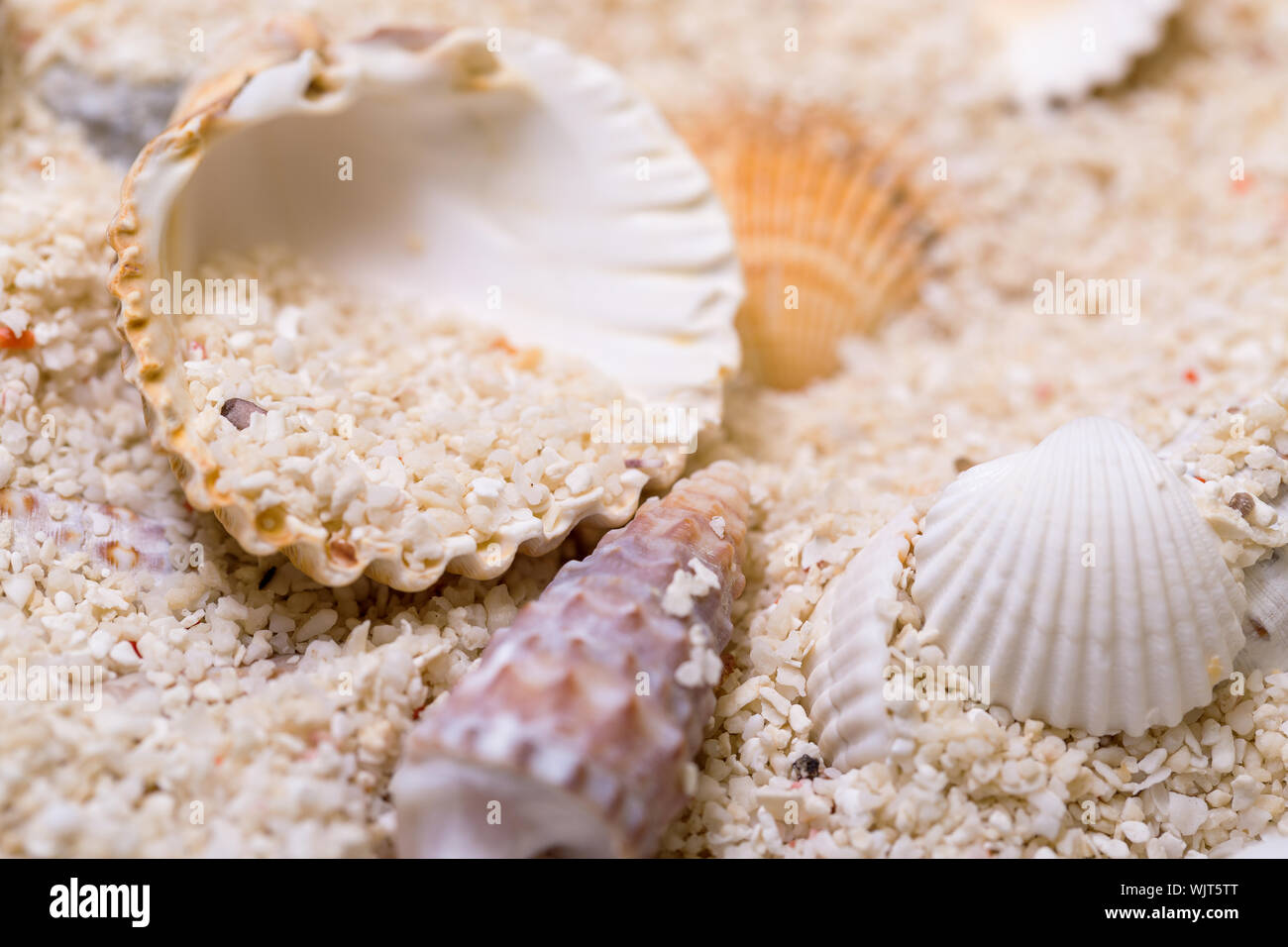 Sea shells with coral sand as background Stock Photo - Alamy