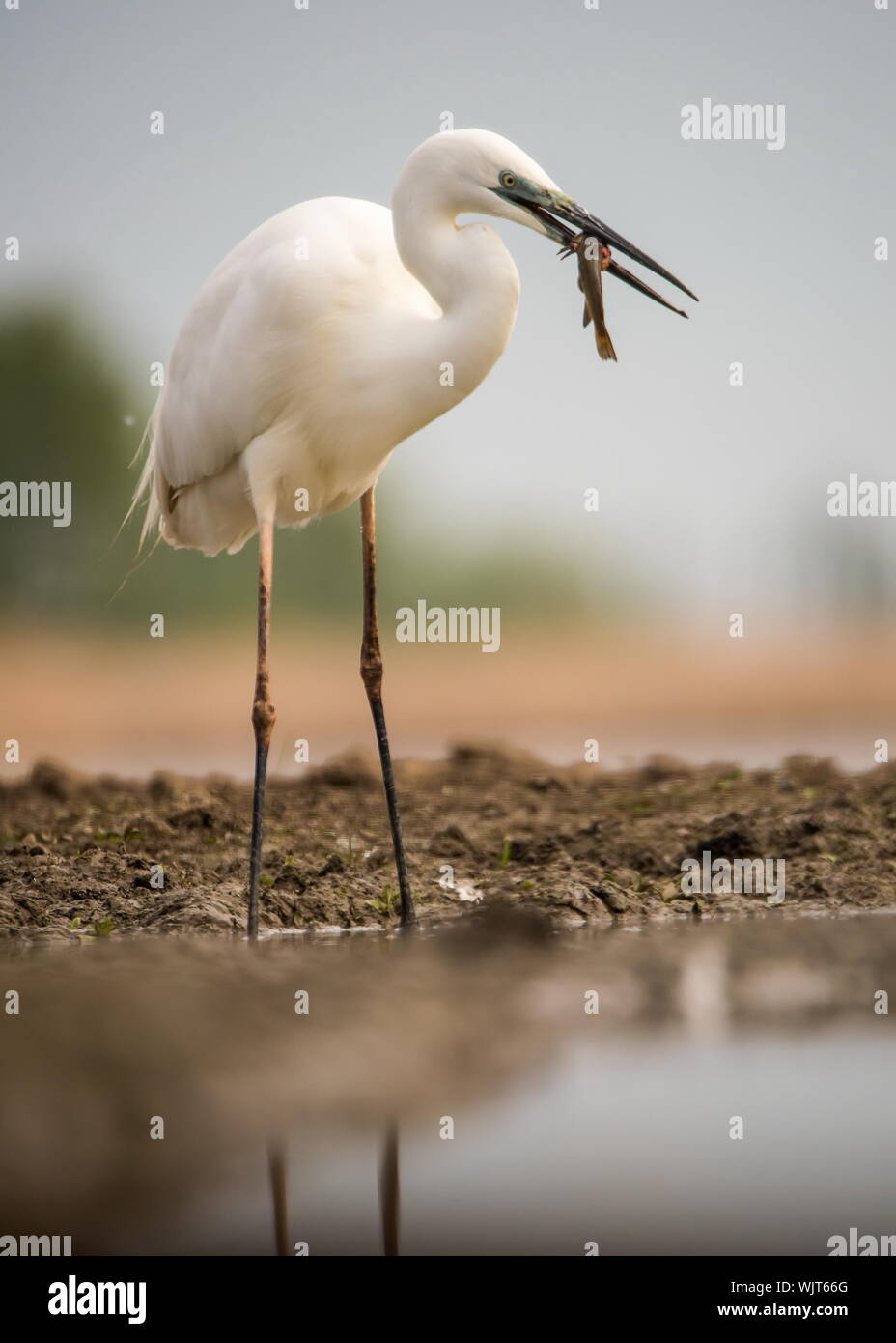 Bird fish in mouth hi-res stock photography and images - Alamy