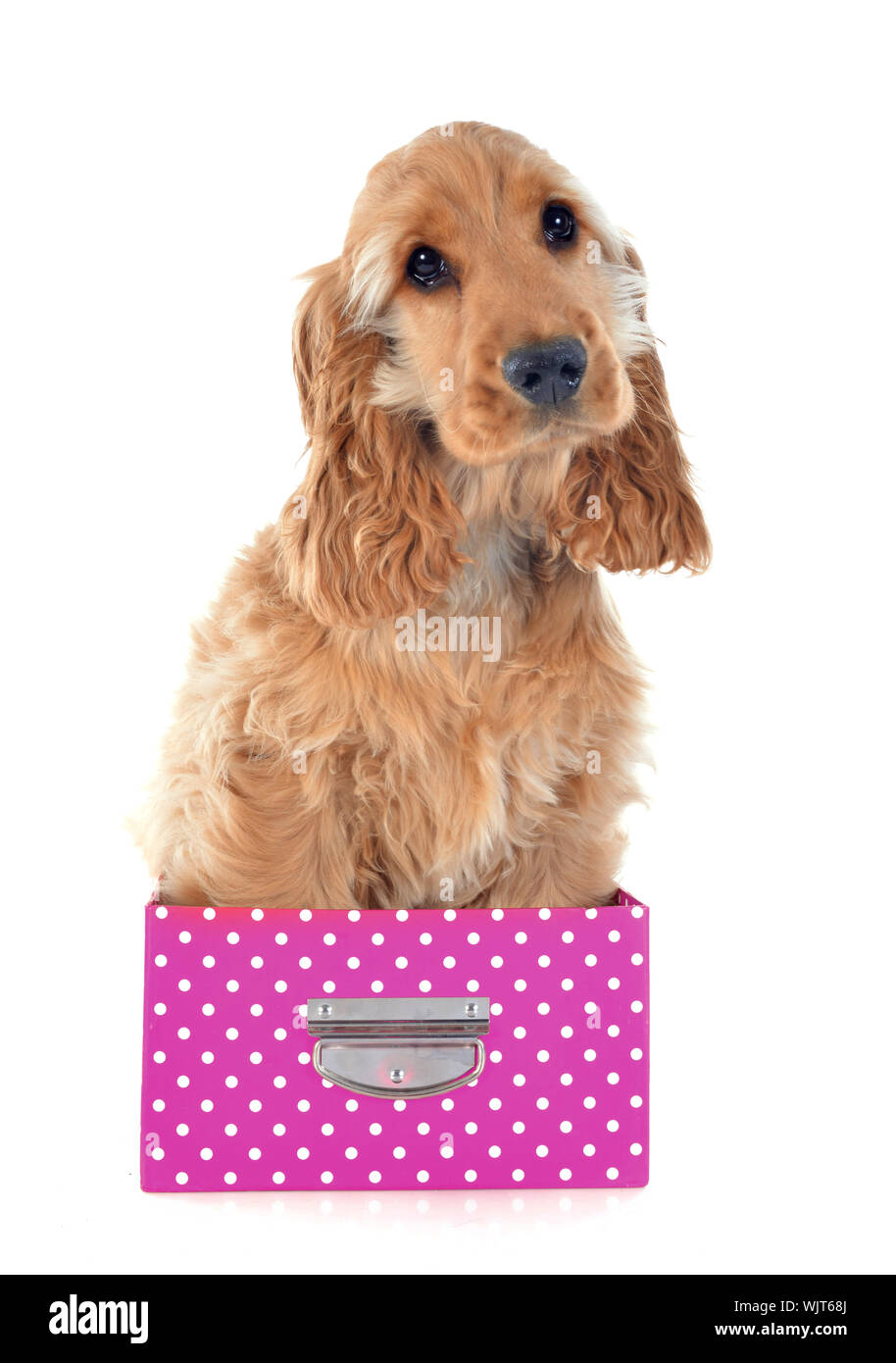 portrait of a purebred puppy english cocker in a studio Stock Photo - Alamy