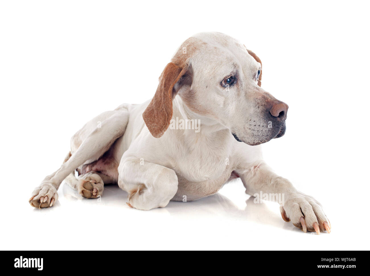 old pointer in front of white background Stock Photo - Alamy