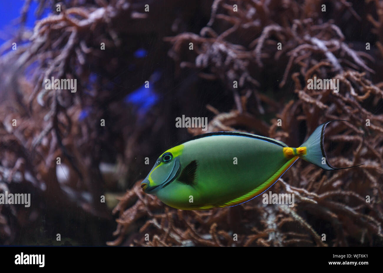 Close-up Side View Of Naso Tang Fish Against Reef Stock Photo - Alamy