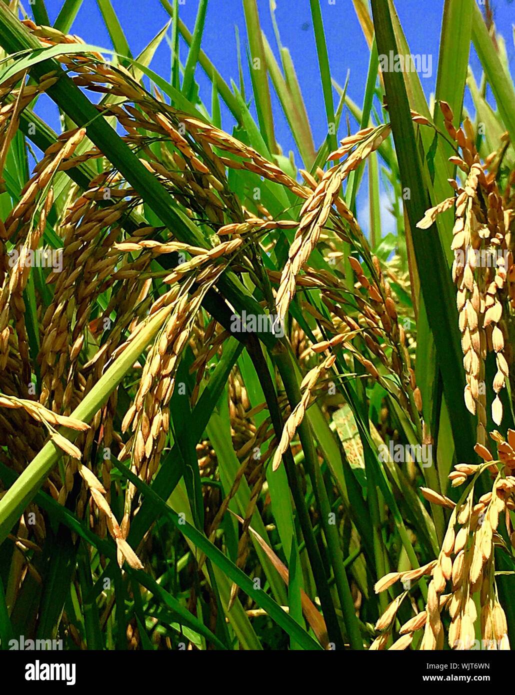 Rice Crops High Resolution Stock Photography and Images - Alamy