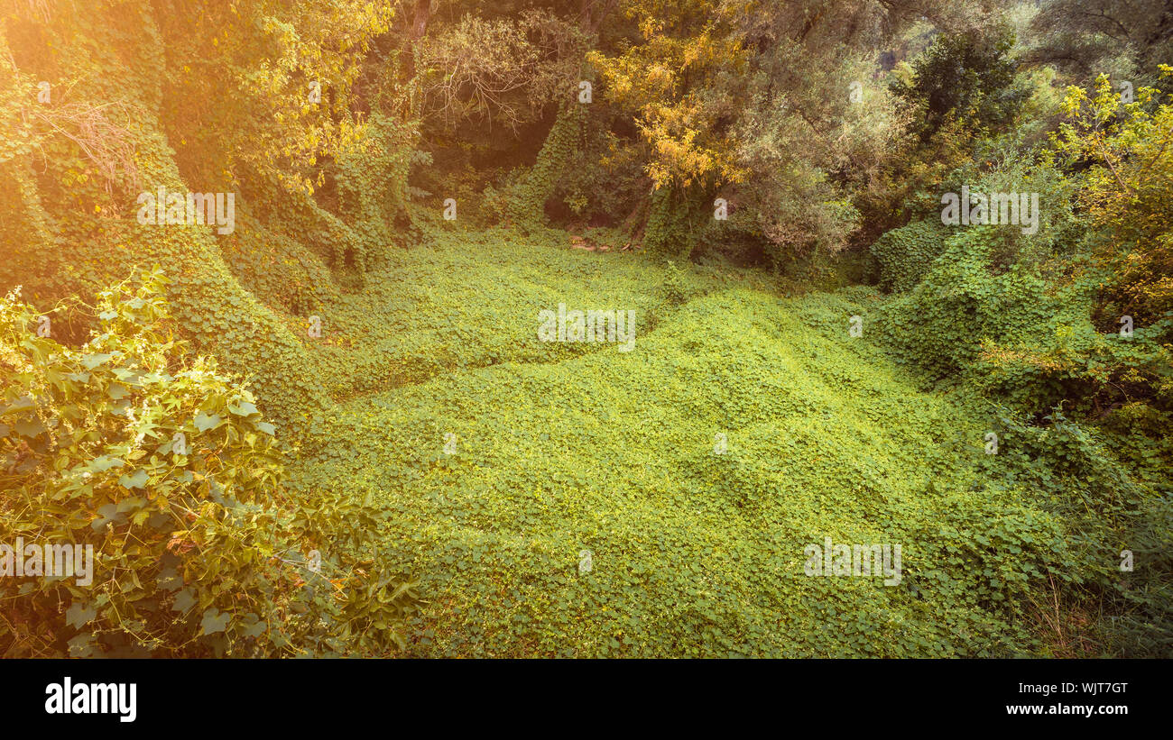 Beautiful scene from hidden forest hi-res stock photography and images ...