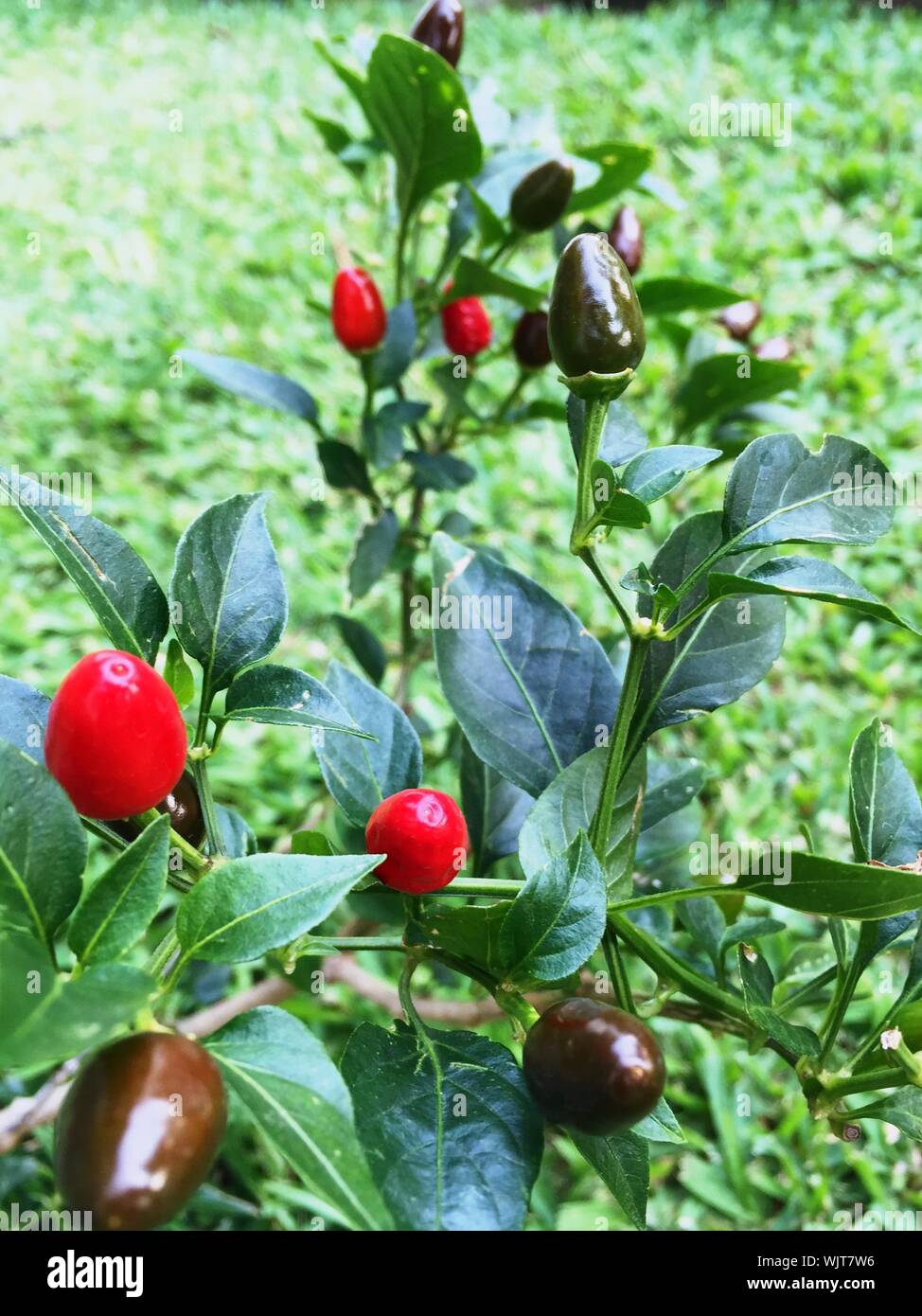 Nature chili pepper field hi-res stock photography and images - Alamy
