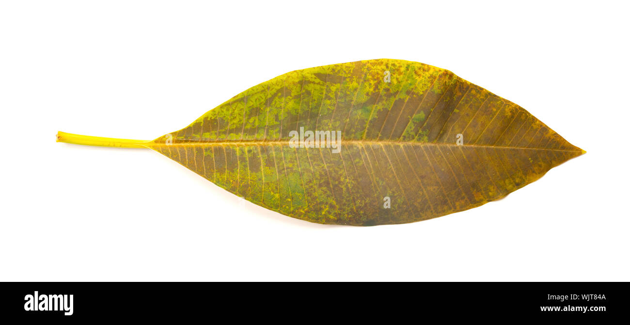 half faded leaf on a white background Stock Photo - Alamy