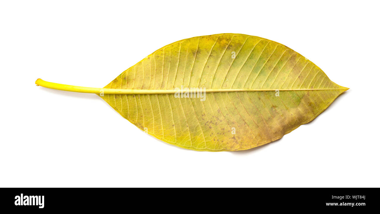 Half dead leaf hi-res stock photography and images - Alamy