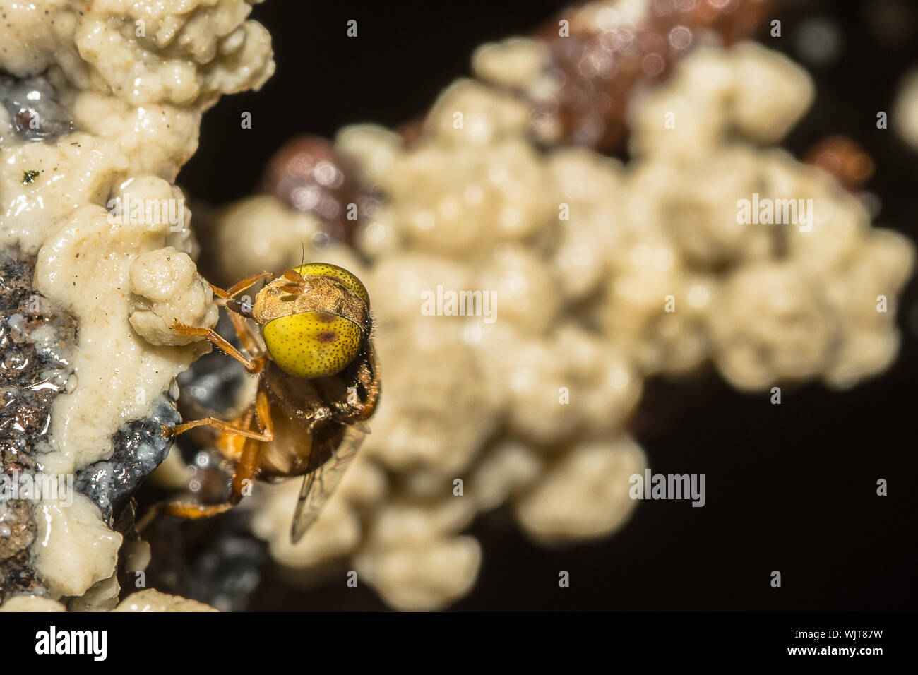 Insect Larva Stock Photos & Insect Larva Stock Images - Alamy
