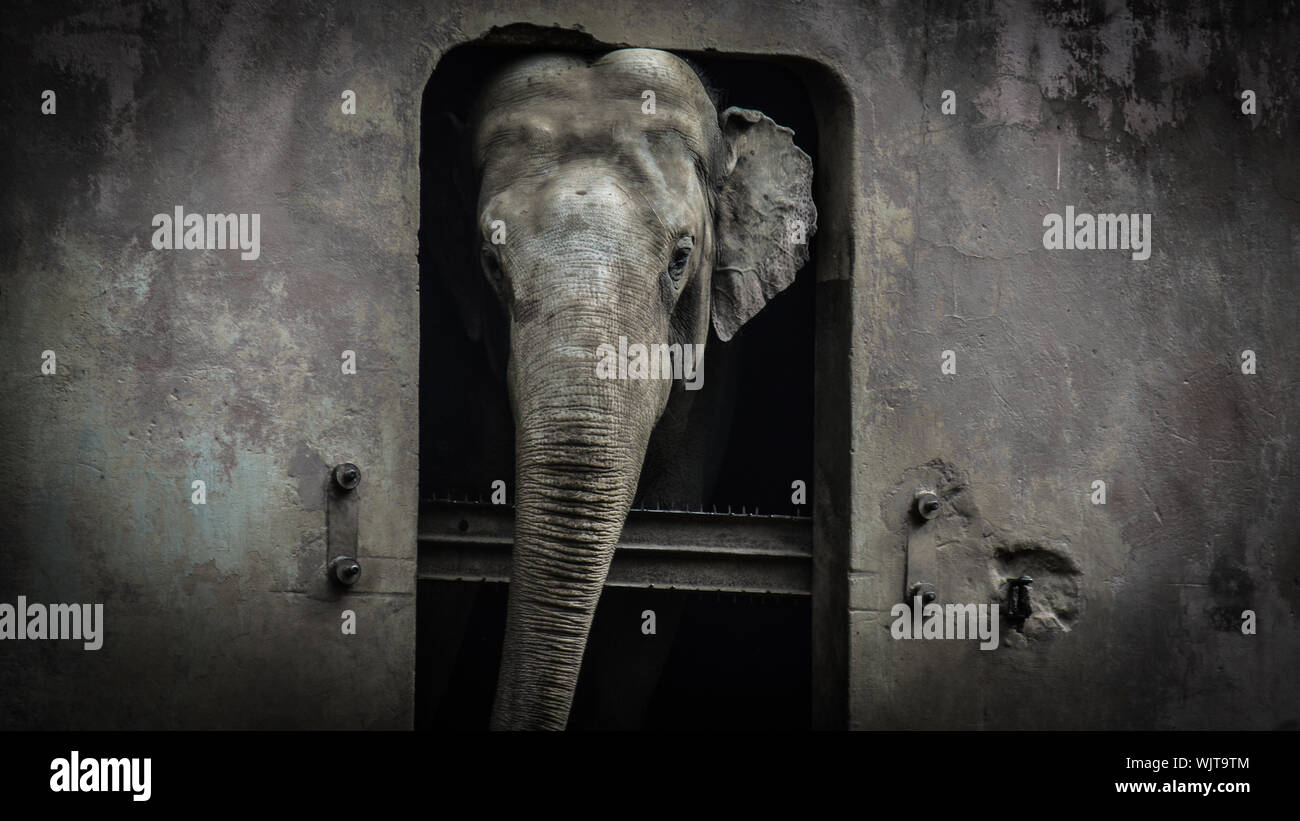 Cage The Elephant High Resolution Stock Photography and Images - Alamy