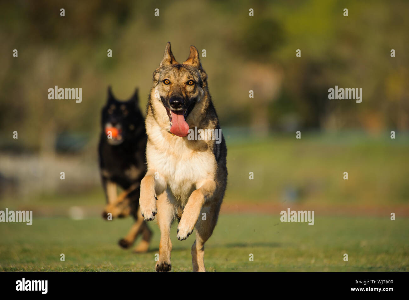 Two dogs playing park hi-res stock photography and images - Alamy