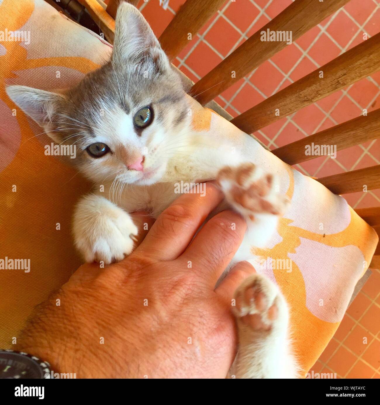 Human cat bonding hi-res stock photography and images - Alamy