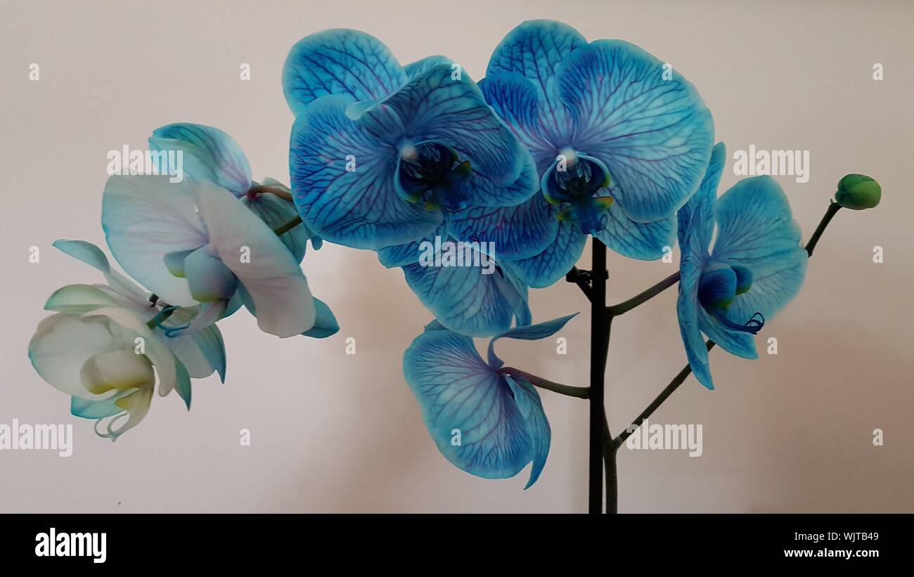 Blue orchids hi-res stock photography and images - Alamy