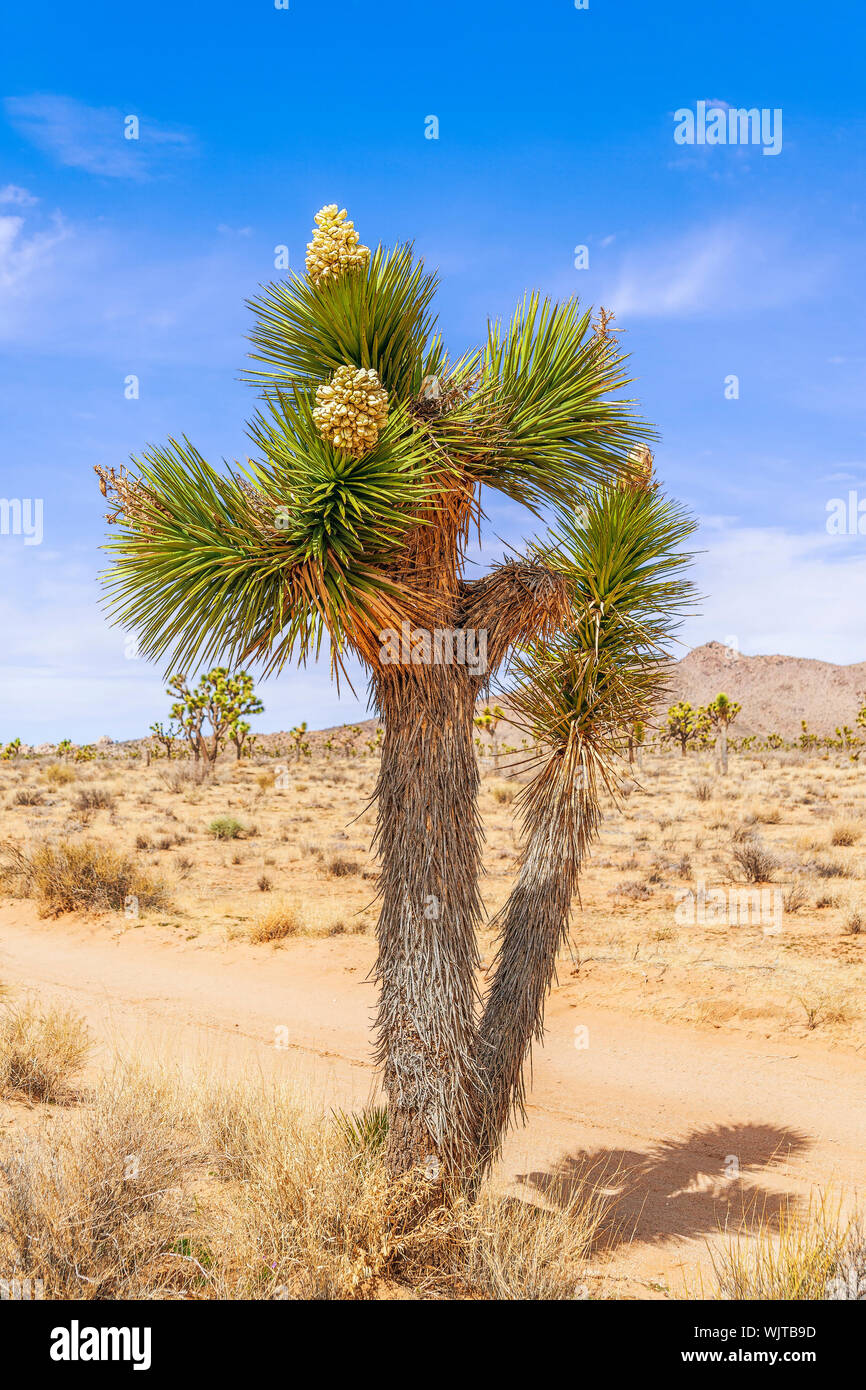 Flowering Joshua (Yucca brevifolia) tree on Queen Valley road.Joshua ...
