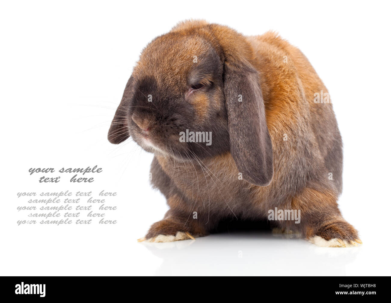rabbit isolated on a white background Stock Photo - Alamy