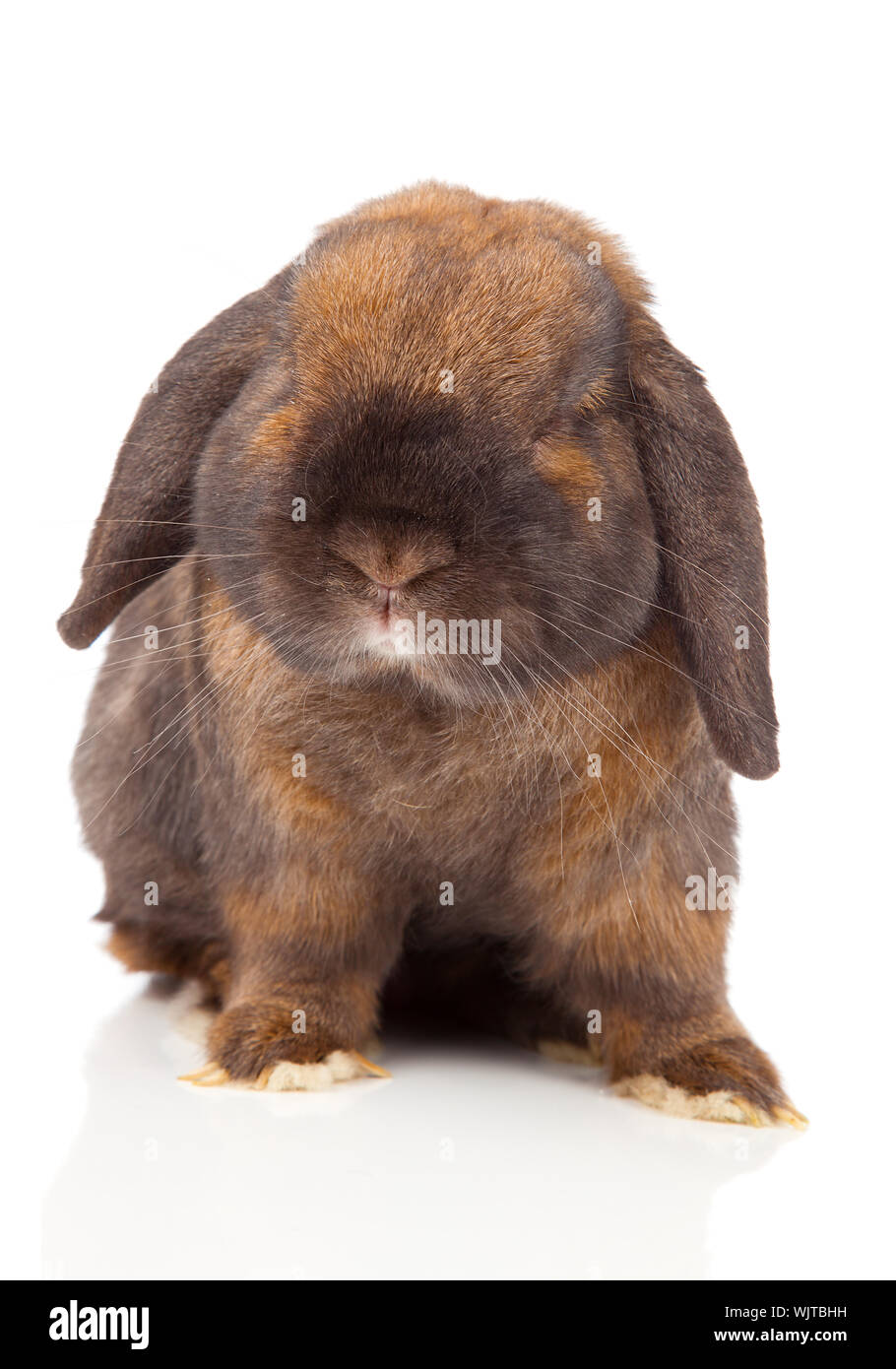 rabbit isolated on a white background Stock Photo - Alamy