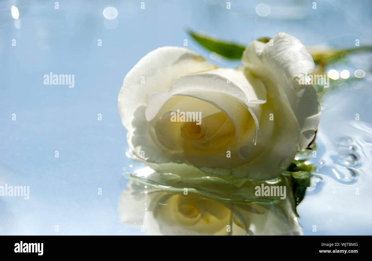 romantic white rose Stock Photo - Alamy