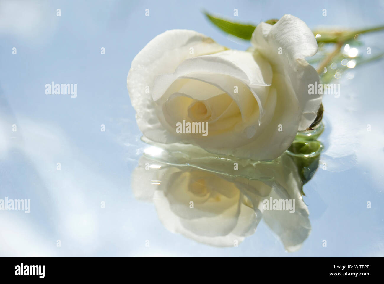 alone white rose Stock Photo - Alamy