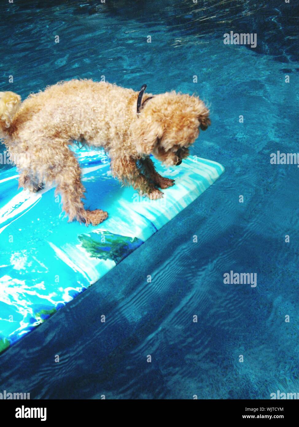 Water poodle hi-res stock photography and images - Alamy