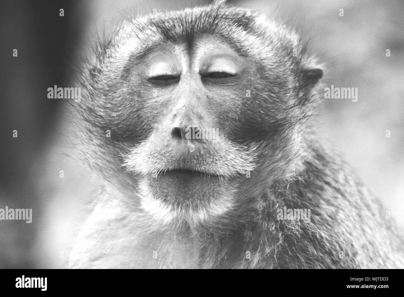 Monkey snout hi-res stock photography and images - Alamy