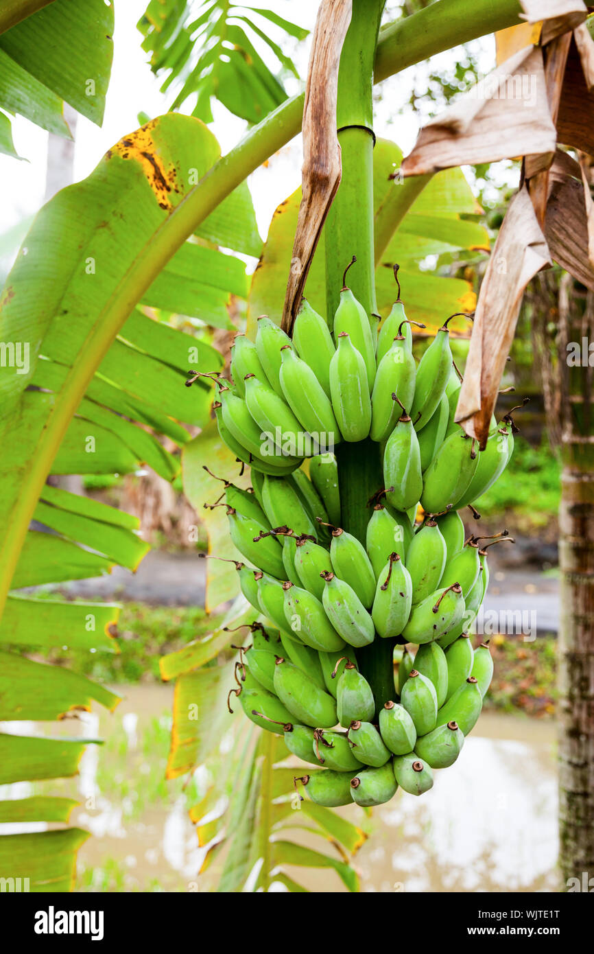 Banana tree with fruit close-up Stock Photo - Alamy