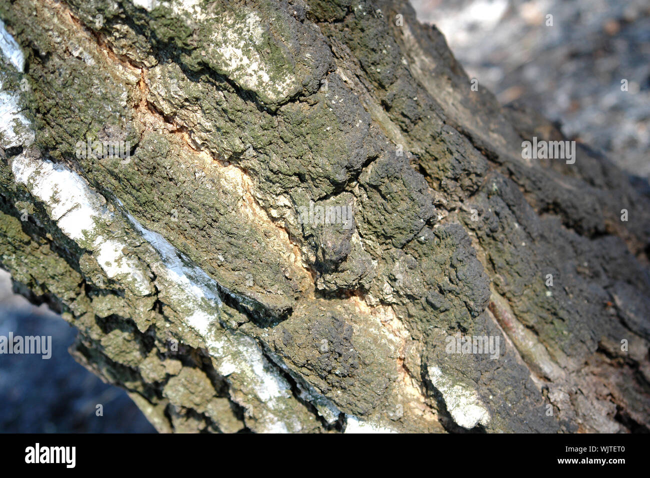 tree background take photograph close-up Stock Photo - Alamy