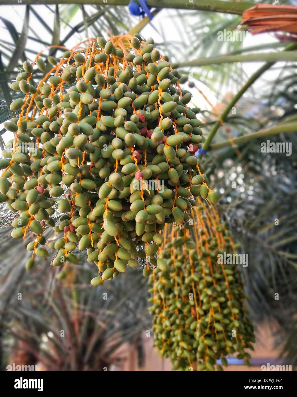 Dates tree growing hi-res stock photography and images - Alamy