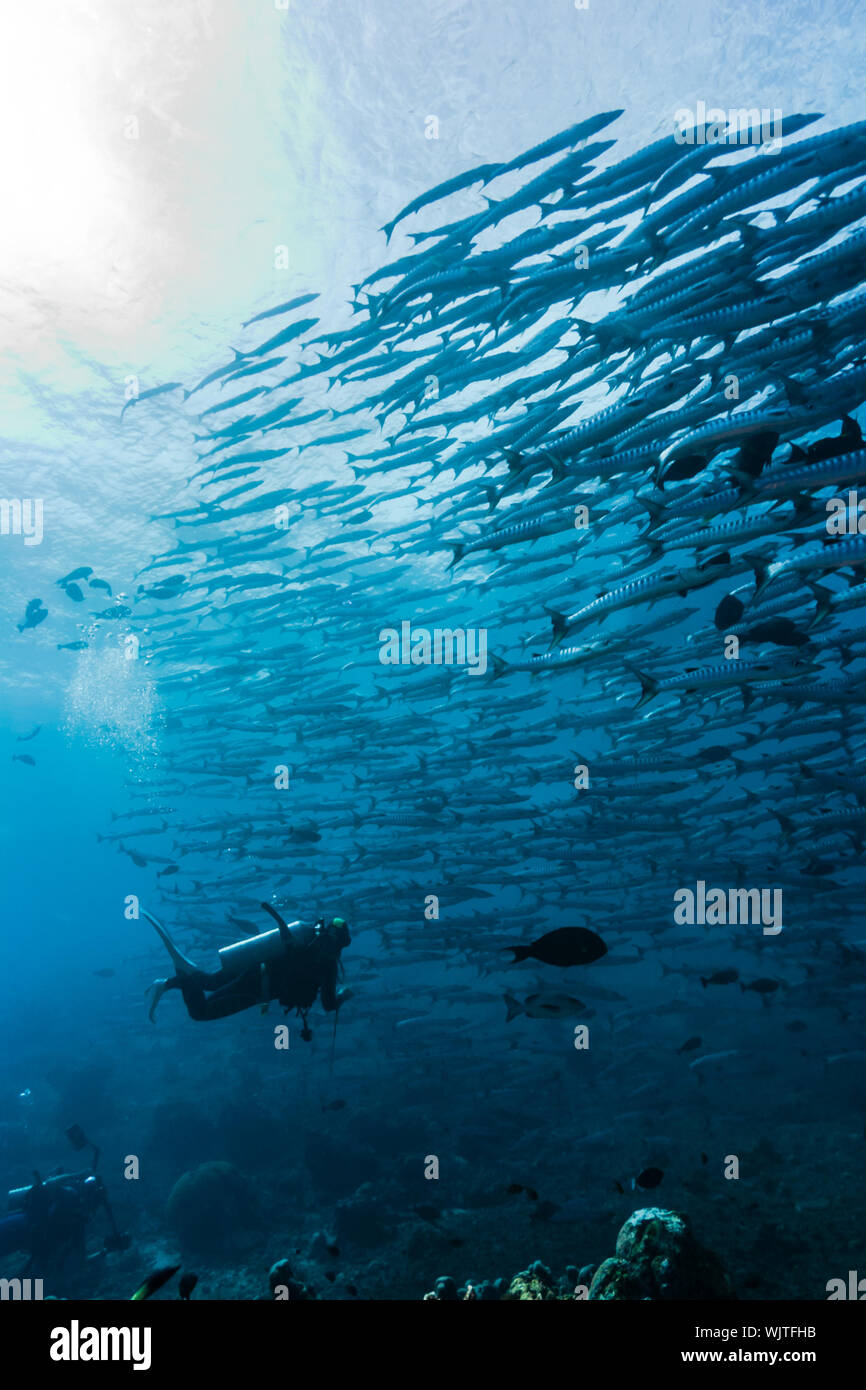 Scuba diver and fish swimming underwater hi-res stock photography and ...