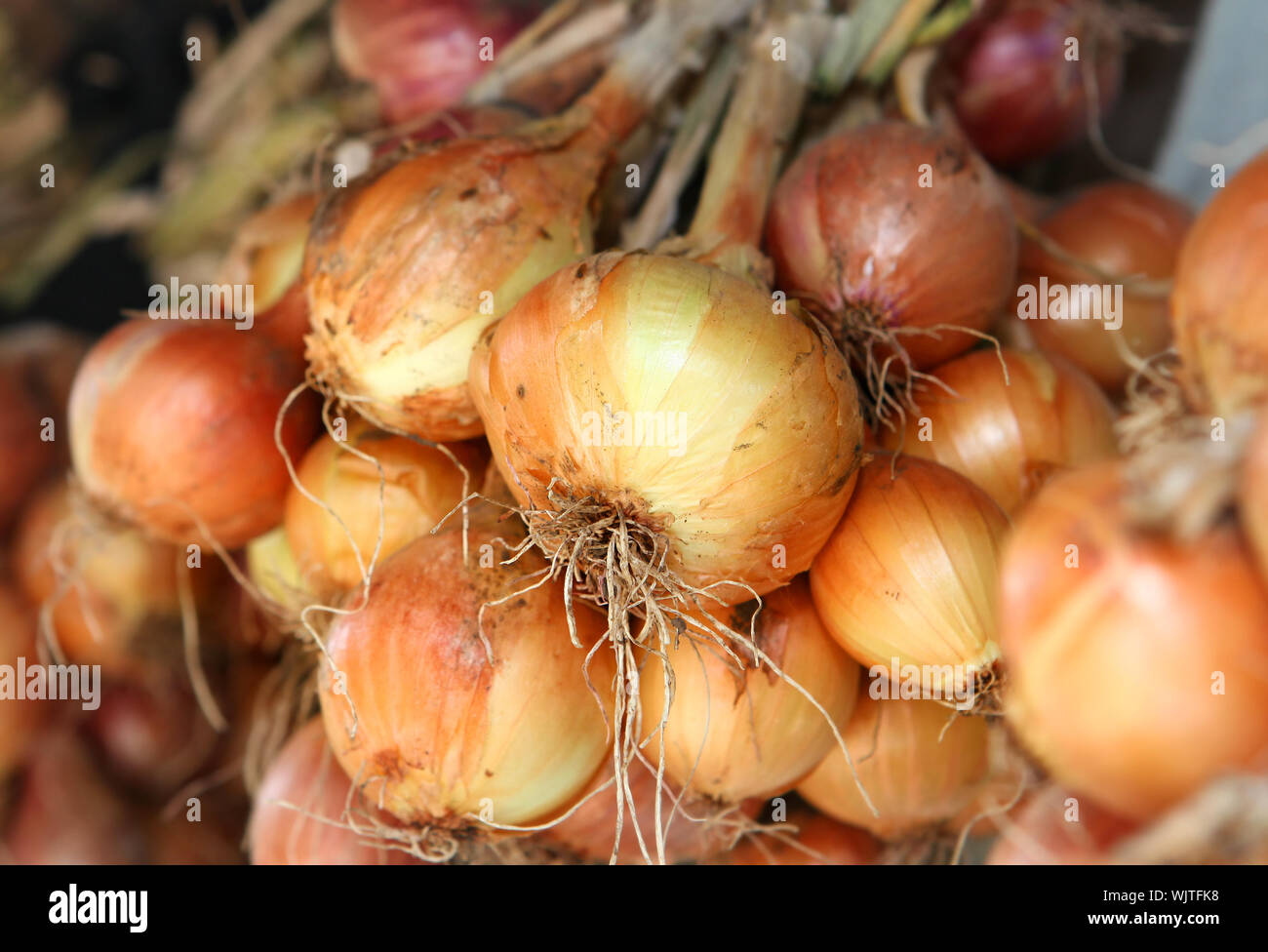 many yellow aromatic bulb onions like food background Stock Photo - Alamy