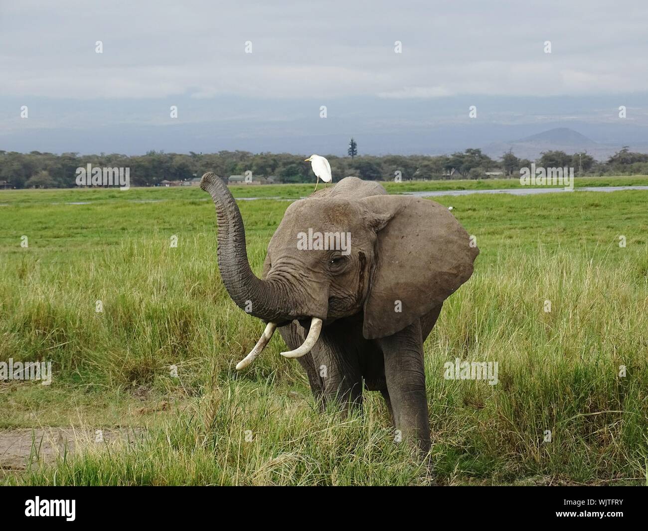 Elephant Bird High Resolution Stock Photography and Images - Alamy