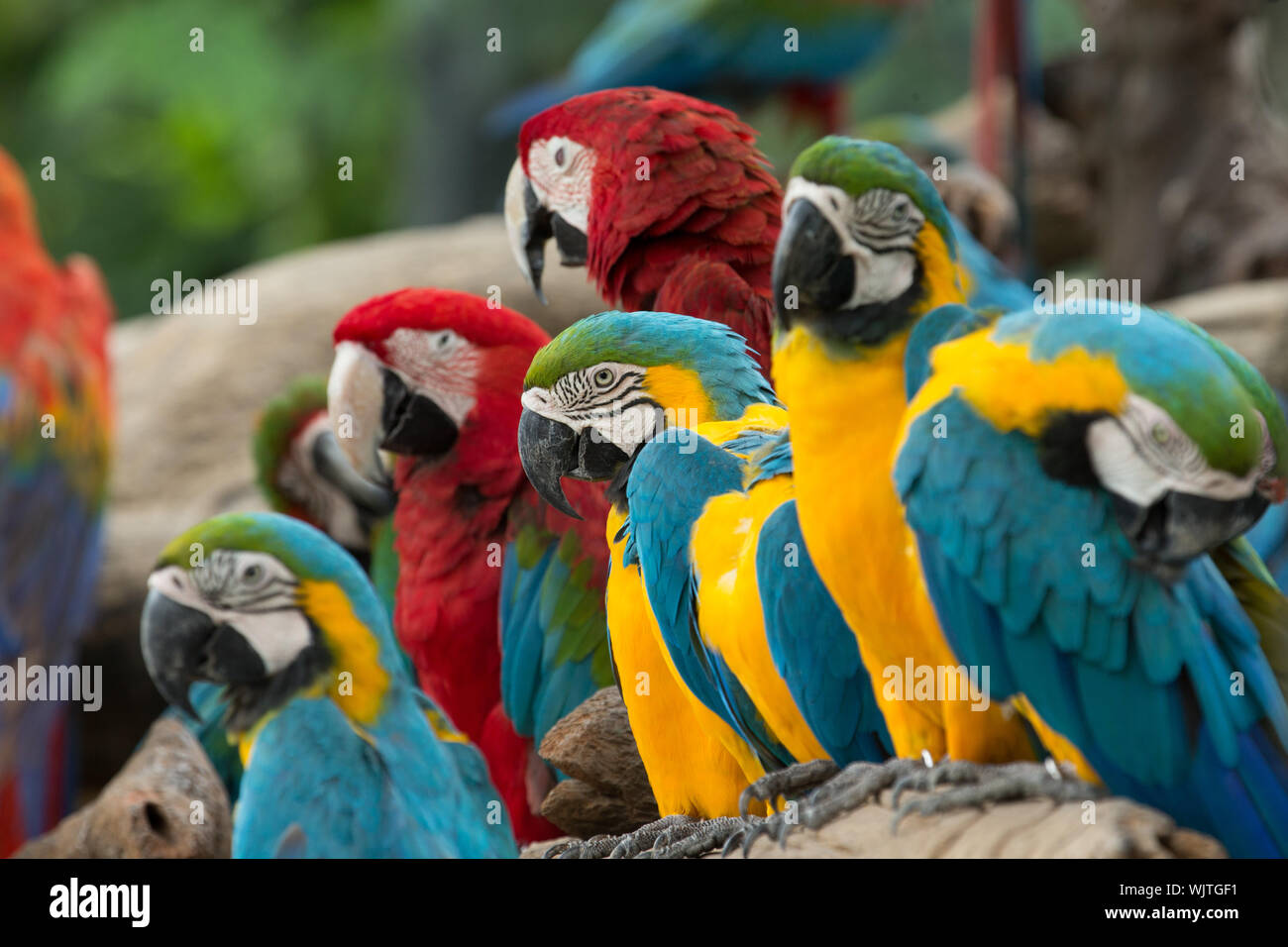 parrot bird sitting on the perch Stock Photo - Alamy