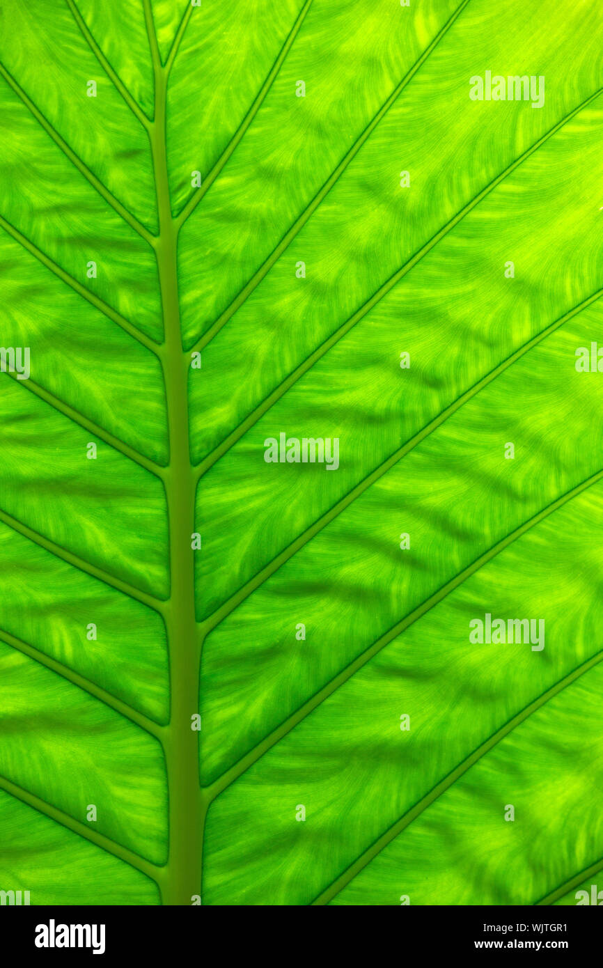 green leaf texture of a plant close up Stock Photo - Alamy