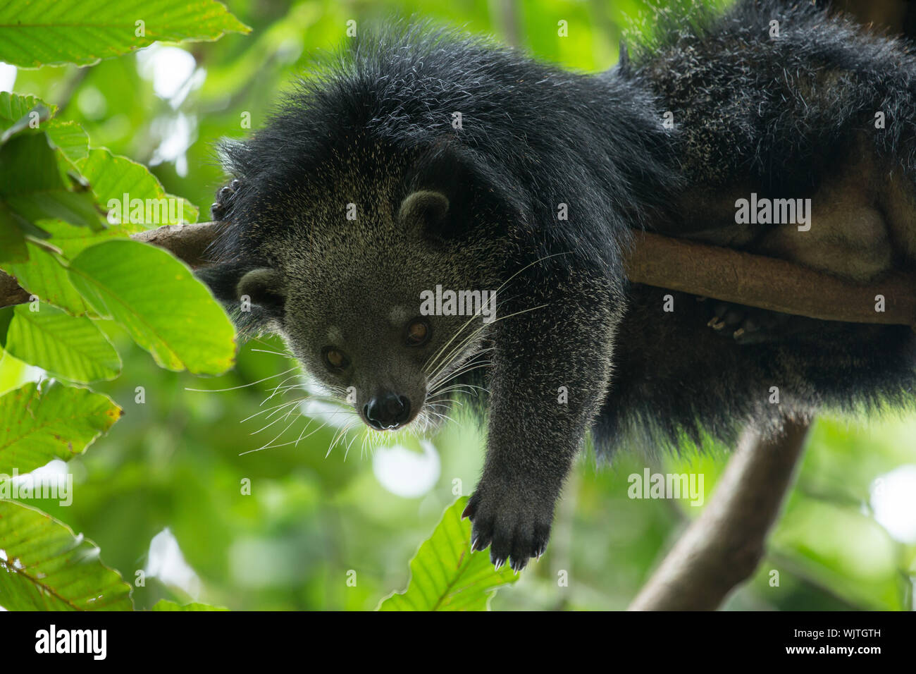 rare and amusing animal of binturong Stock Photo - Alamy