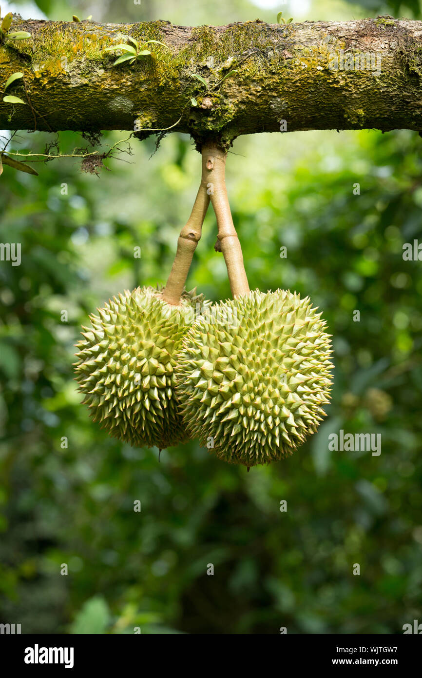 Fresh durian in the orchard Stock Photo - Alamy