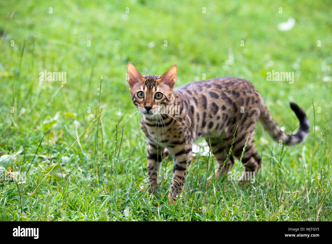The cat runs on a lawn Stock Photo - Alamy