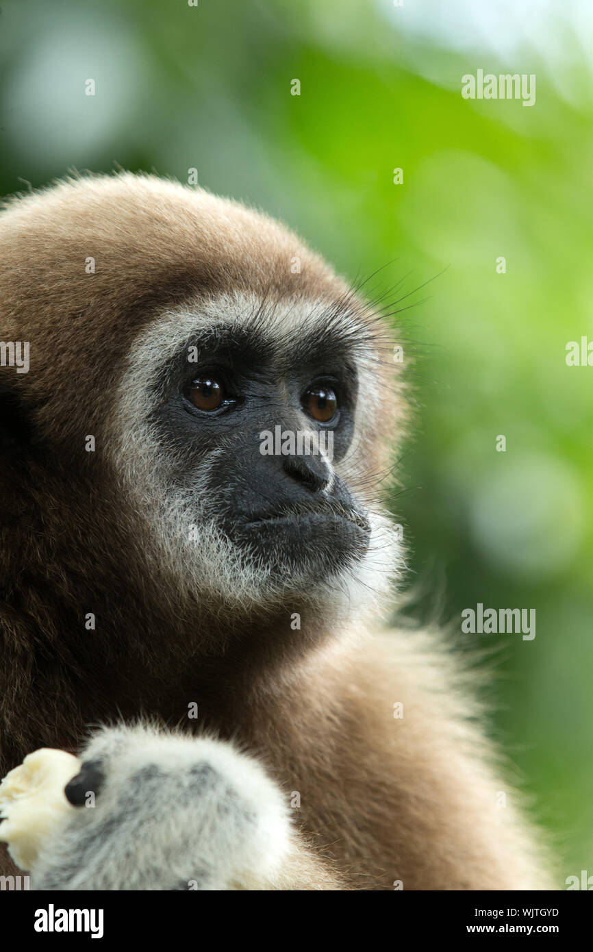 Mammal gibbon pileated hi-res stock photography and images - Alamy
