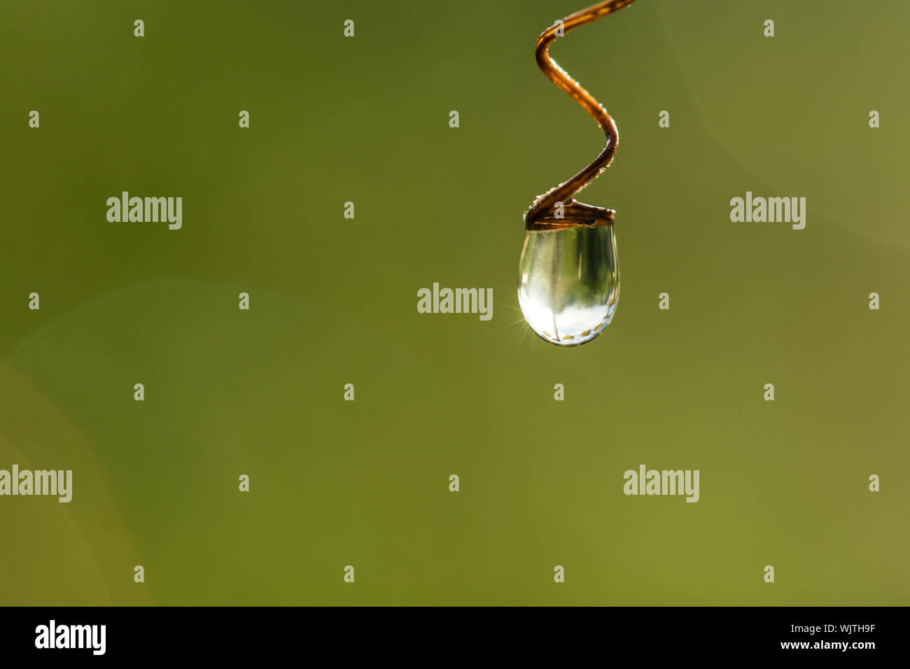 Hanging drop hi-res stock photography and images - Alamy