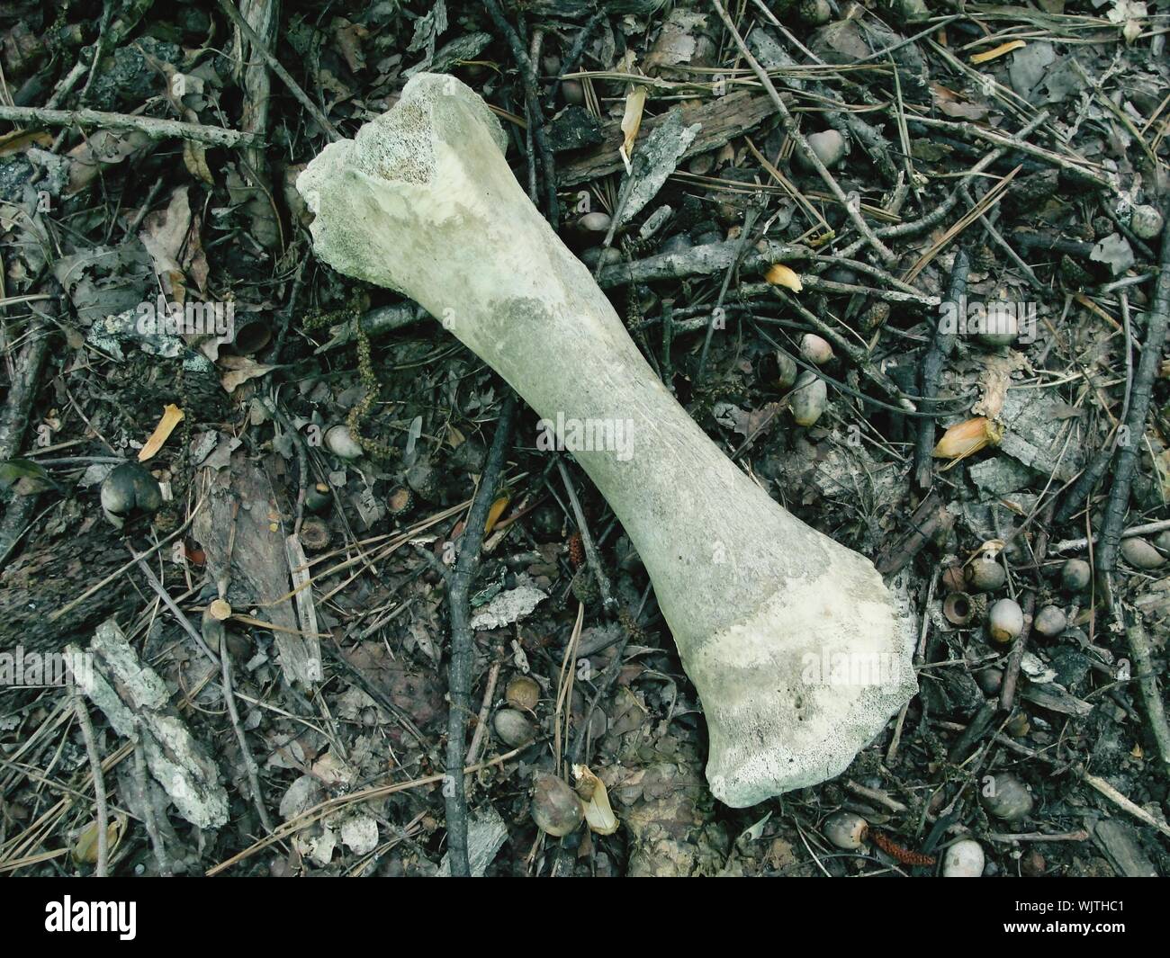 Cow bone hi-res stock photography and images - Alamy