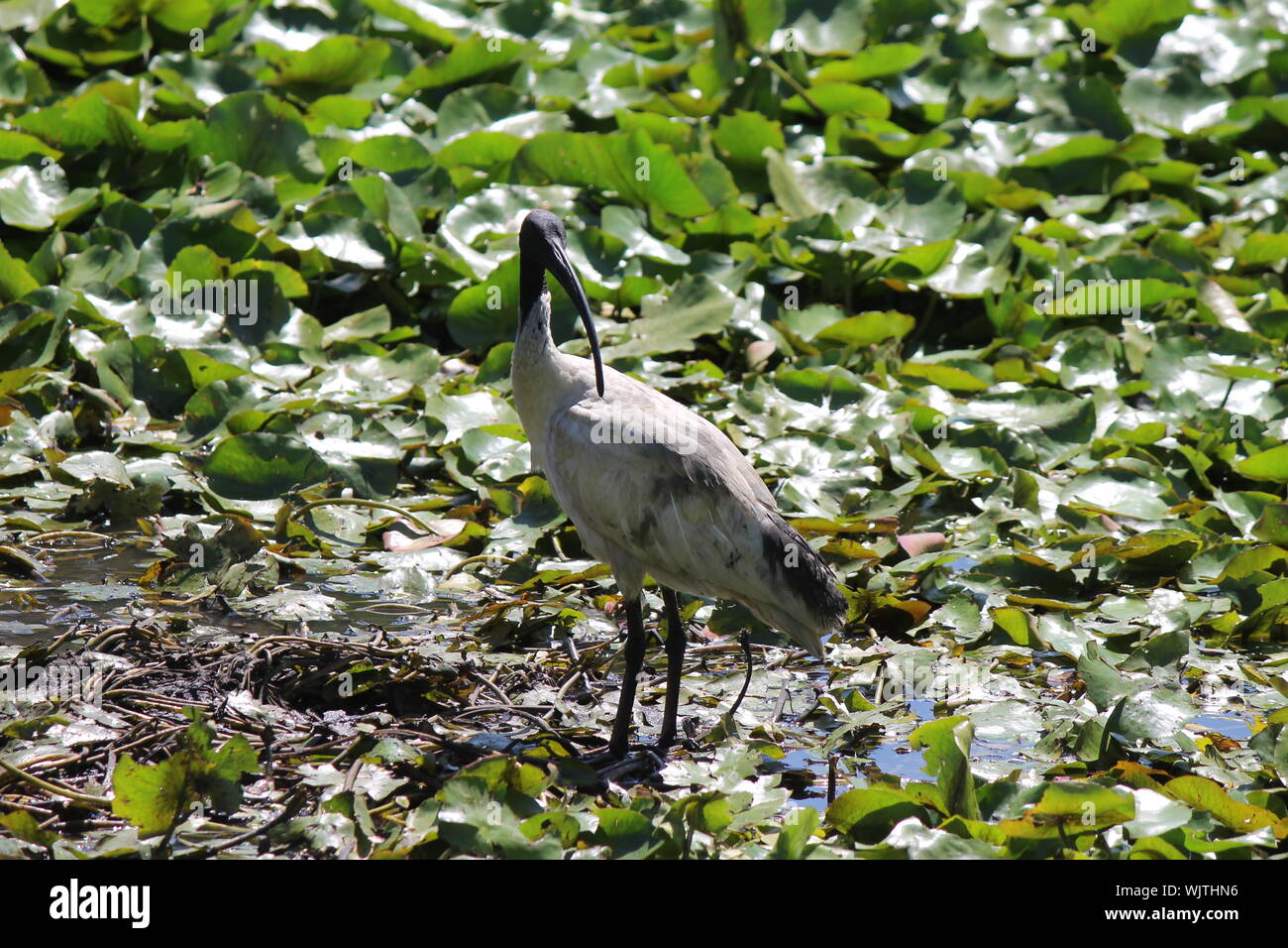 Australian White Ibis High Resolution Stock Photography and Images - Alamy