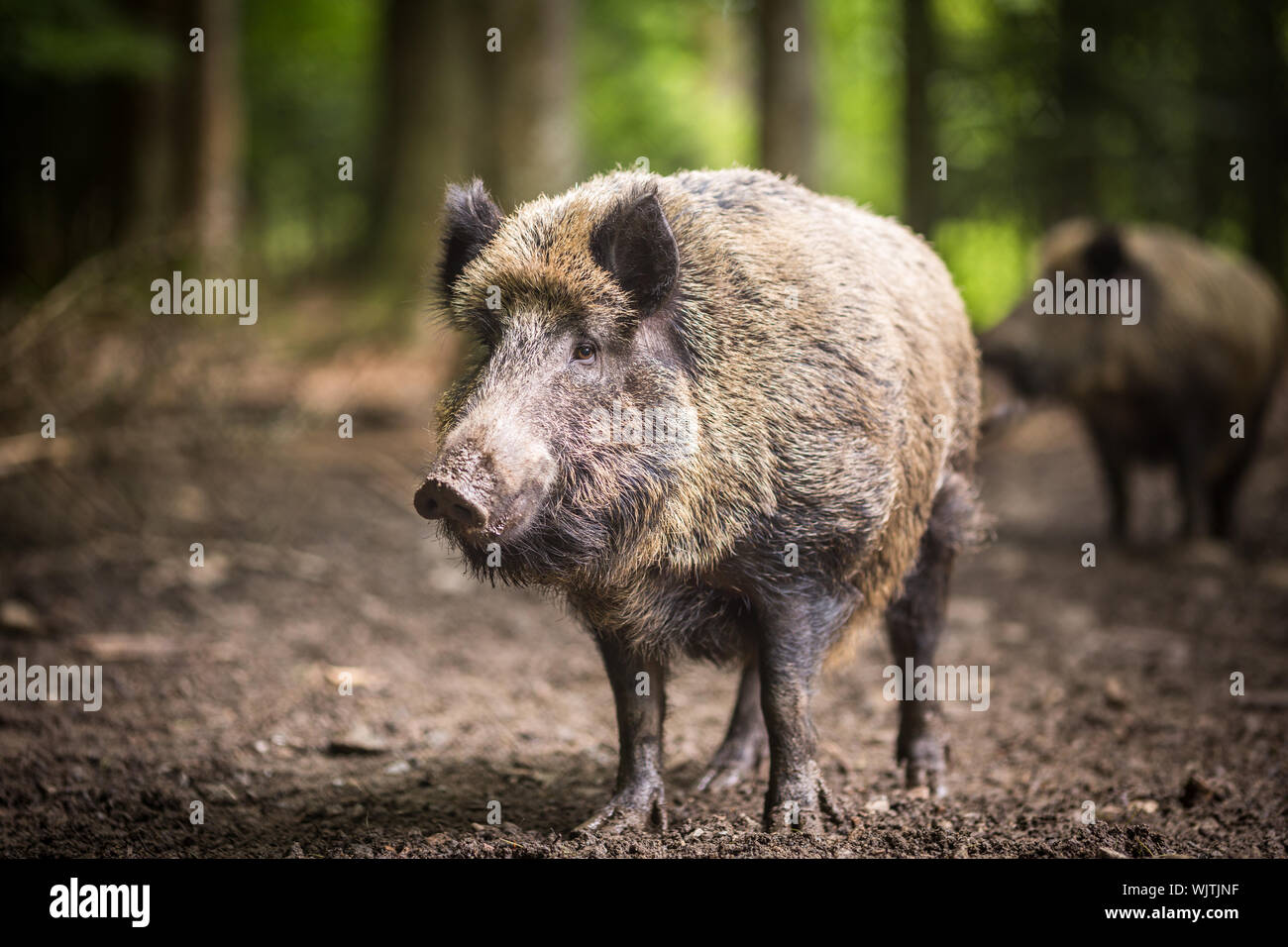 Corn Fed Hog