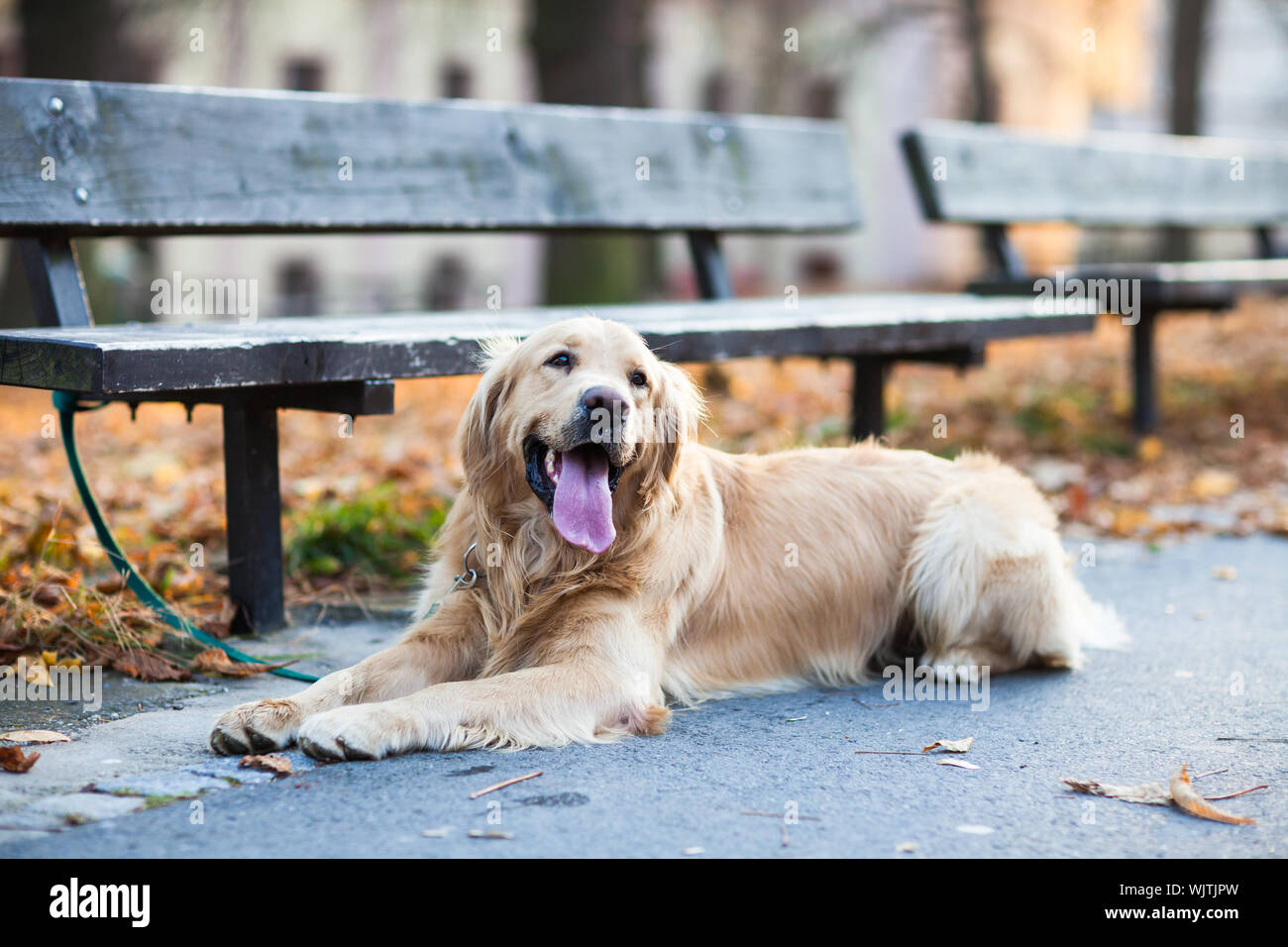 Cute dog waiting patiently for his master on a city street Stock Photo ...