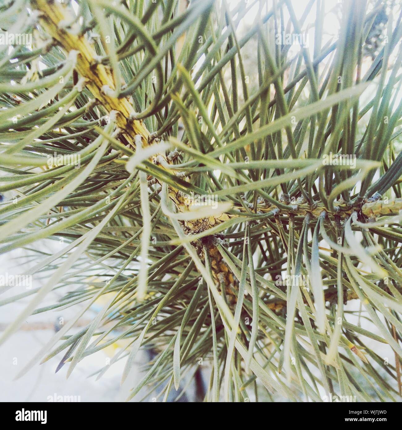 Close up pine branch hi-res stock photography and images - Alamy