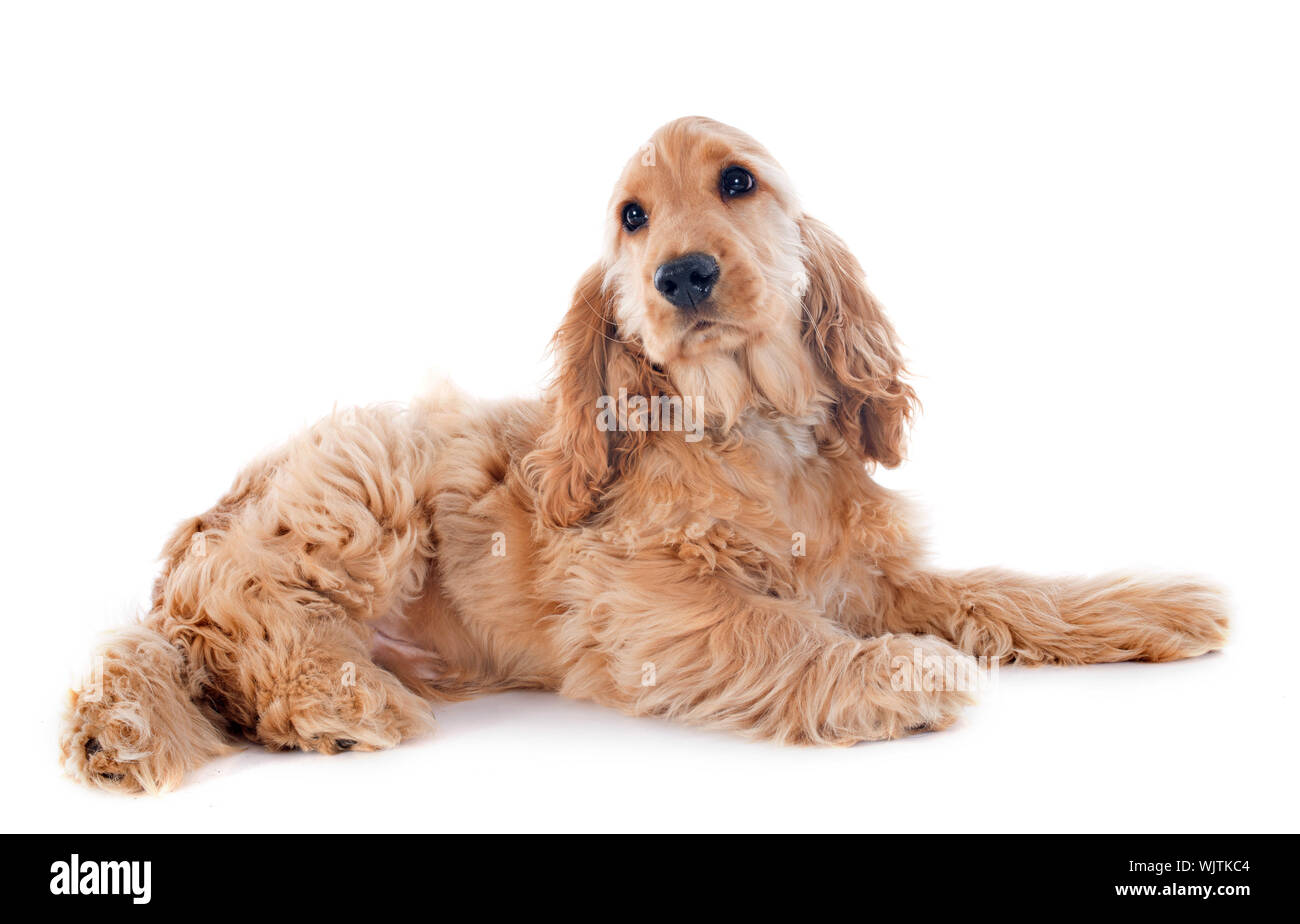 portrait of a purebred puppy english cocker in a studio Stock Photo - Alamy