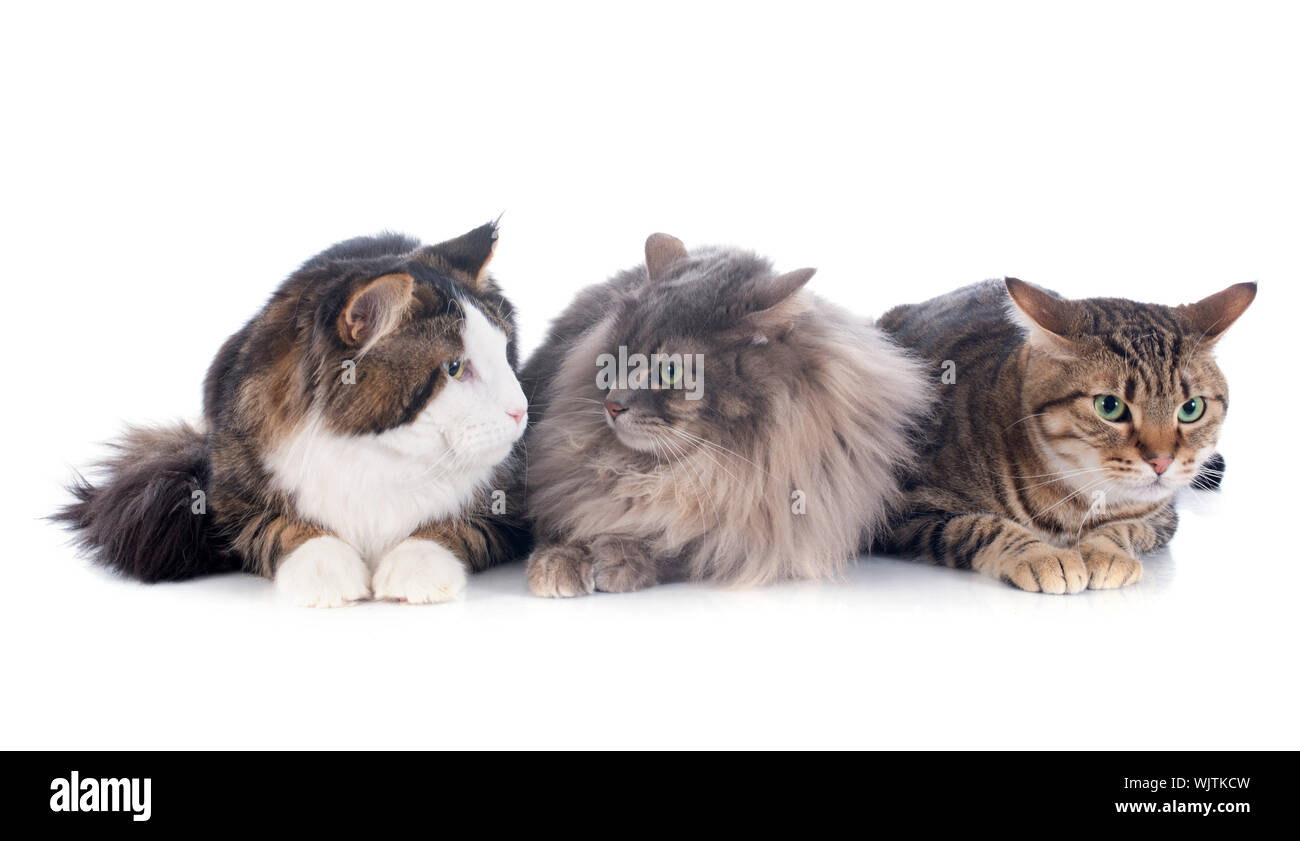 three cats in front of white background Stock Photo - Alamy