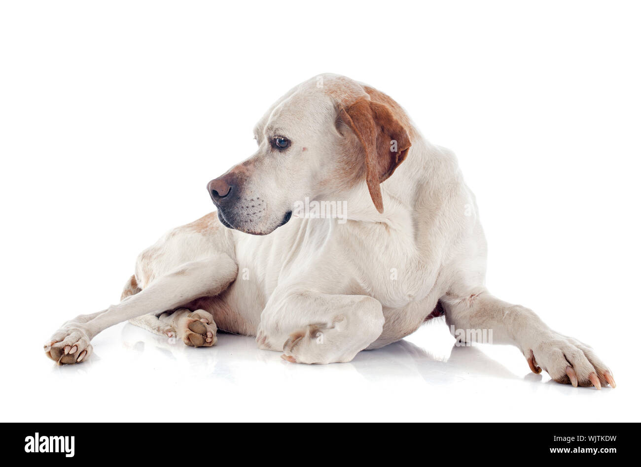 old pointer in front of white background Stock Photo - Alamy