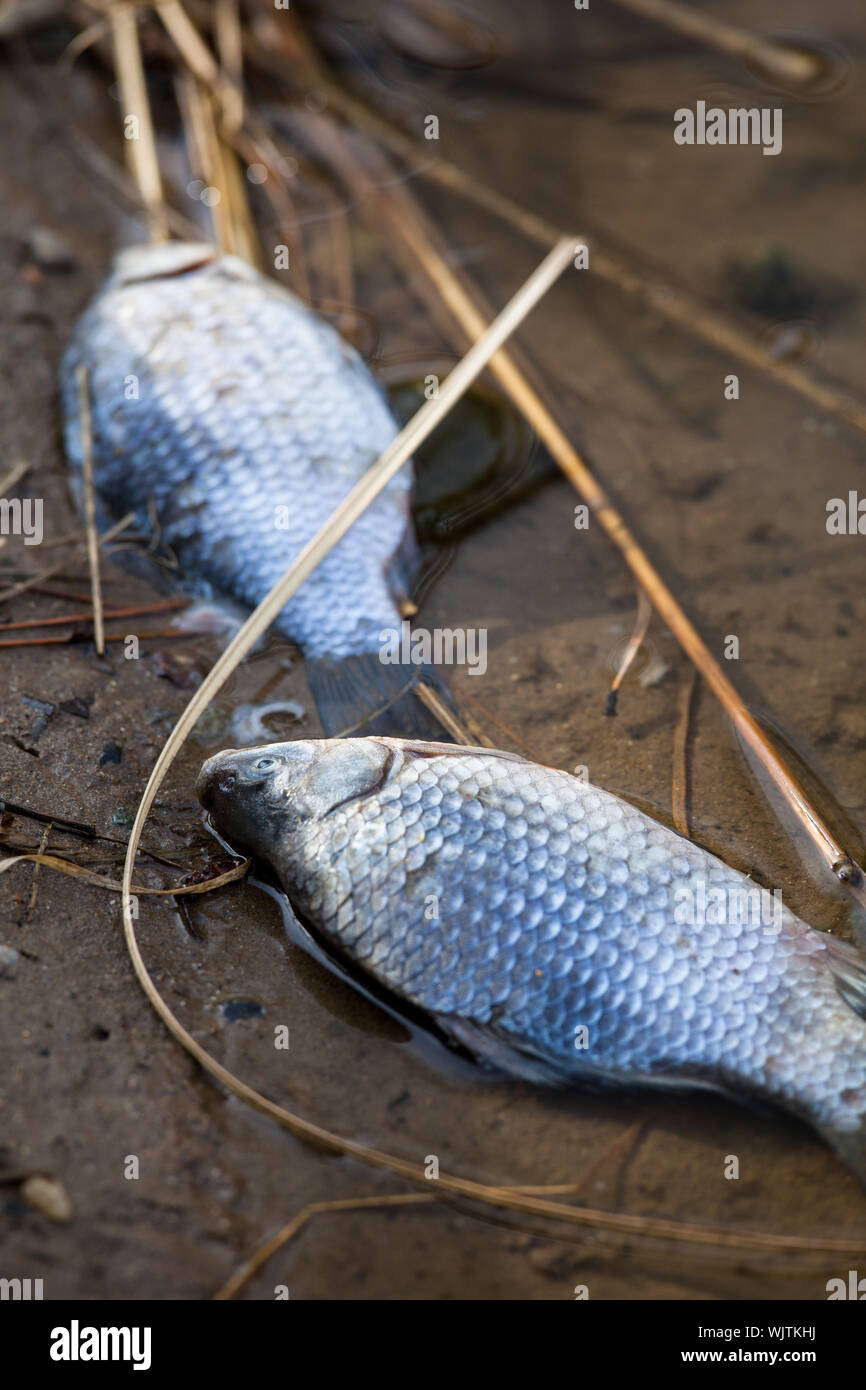 Dead fish in polluted pond/river/lake ecological disaster concept Stock ...