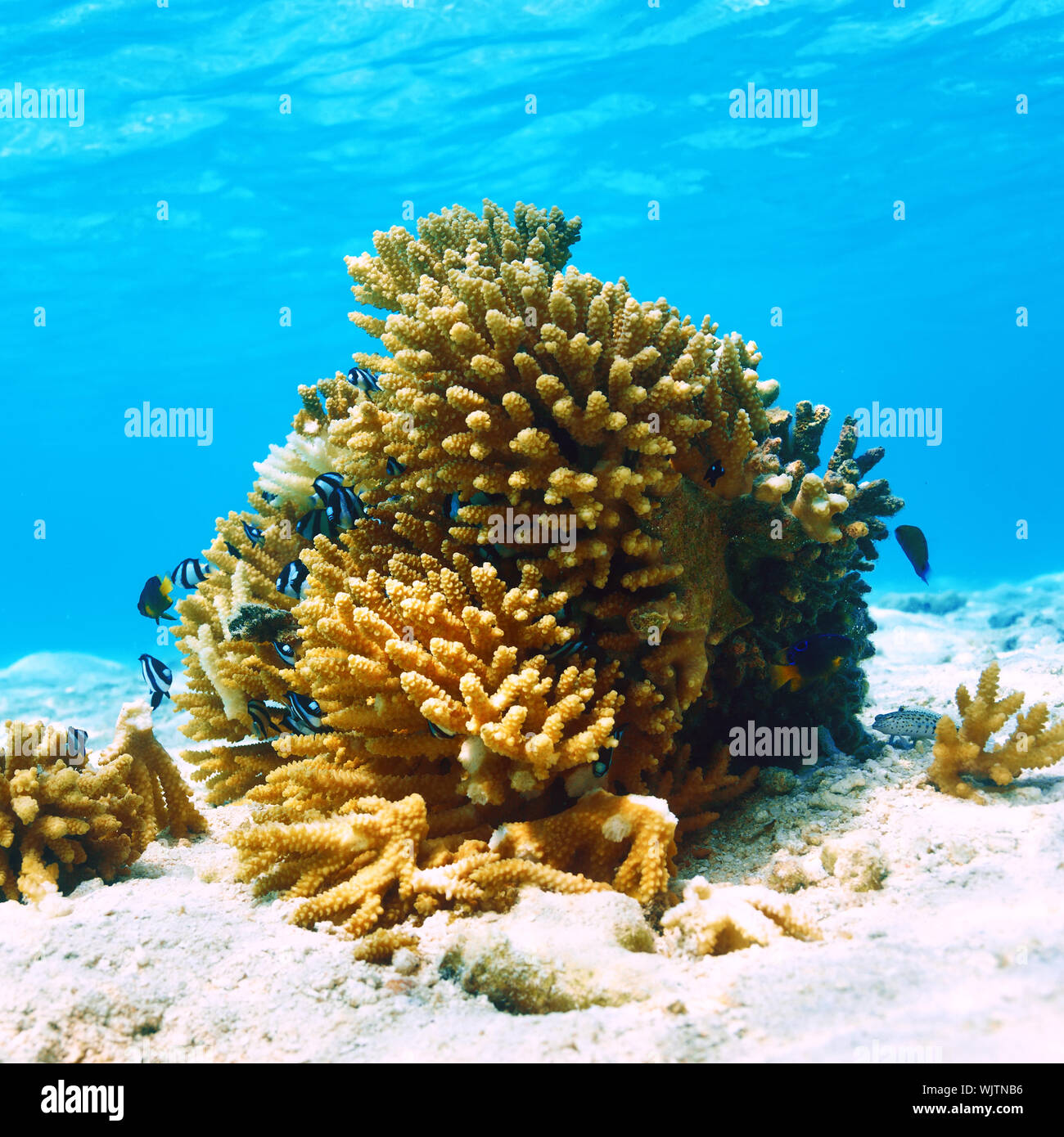 Coral reef at South Ari Atoll, Maldives Stock Photo - Alamy