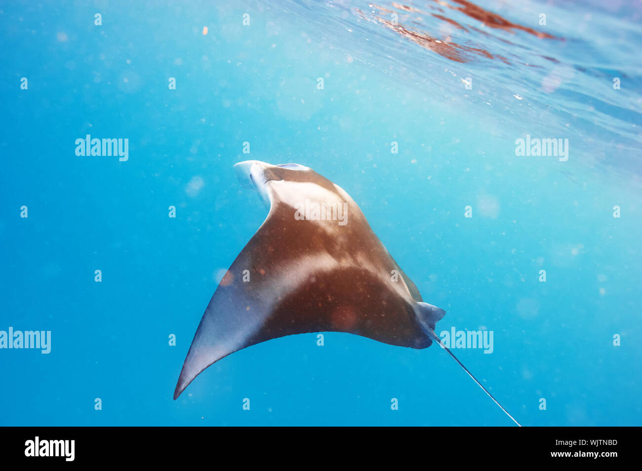 Manta ray floating underwater among plankton Stock Photo - Alamy