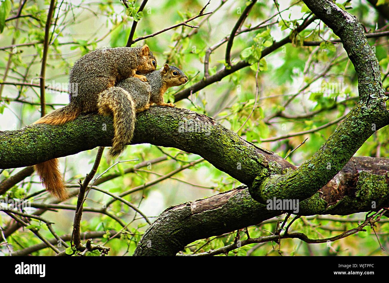 Squirrels Mating High Resolution Stock Photography and Images - Alamy