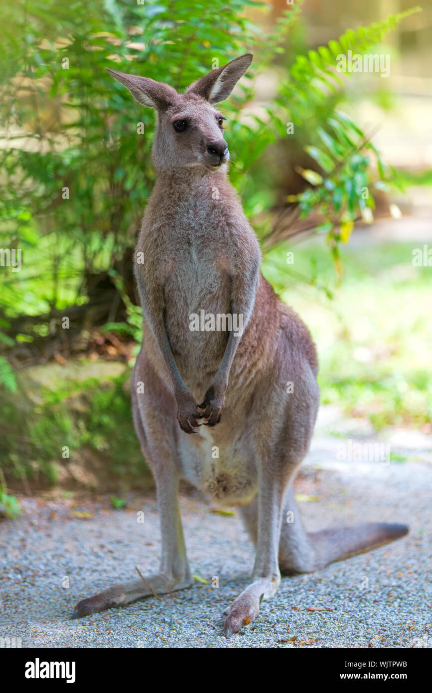 Eastern Grey Kangaroo in the wild in Australia Stock Photo - Alamy